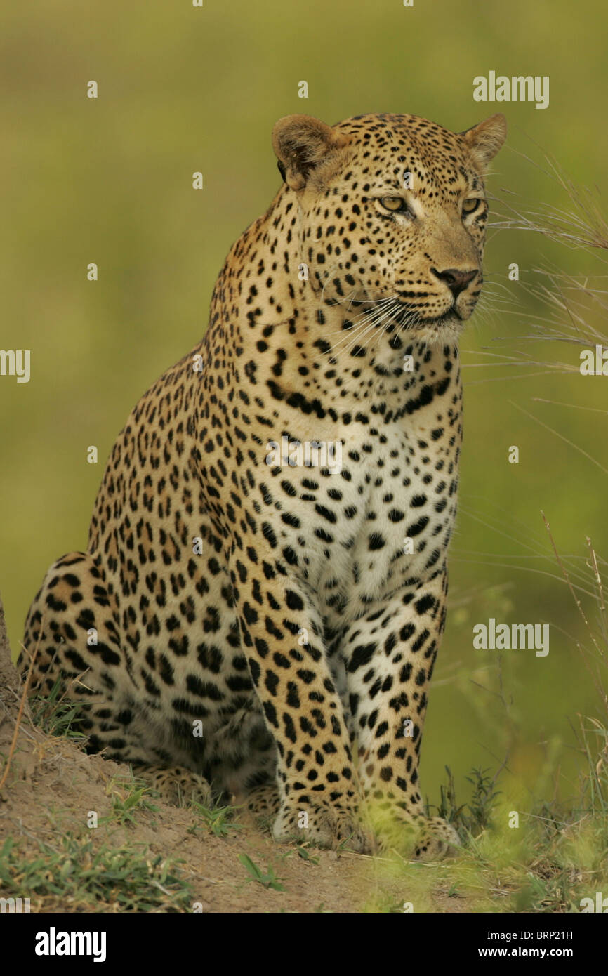 Haunches hi-res stock photography and images - Alamy