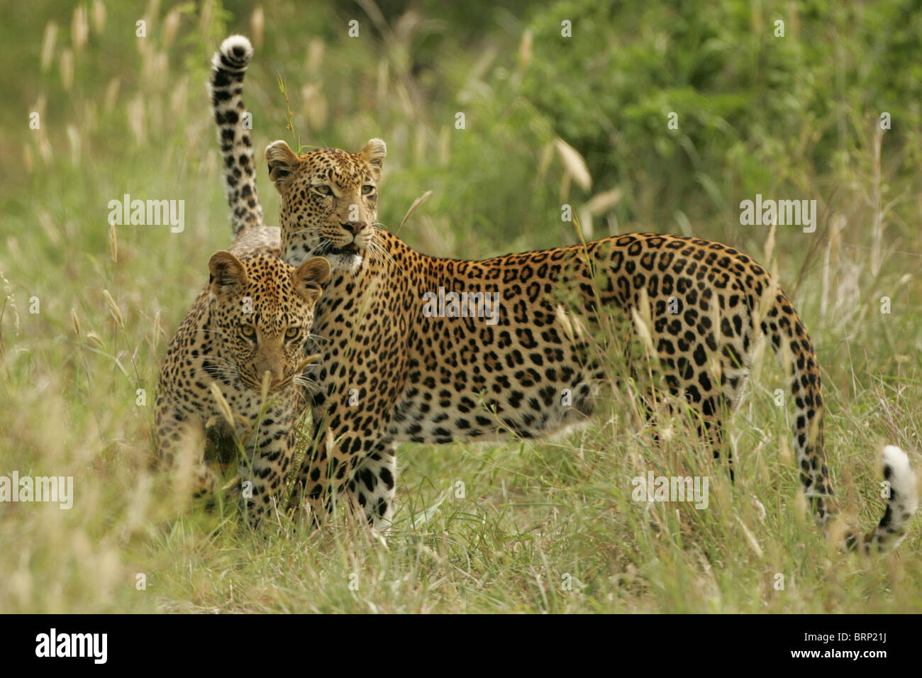 Mood animal hi-res stock photography and images - Alamy