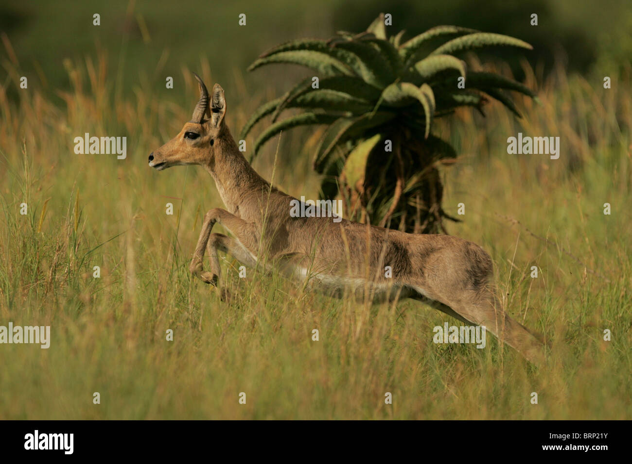 Mountain reedbuck hi-res stock photography and images - Alamy
