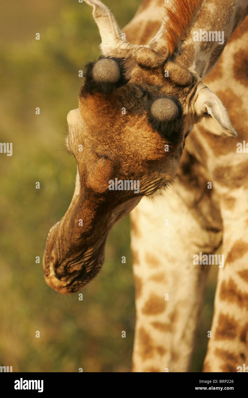 A view from above of a South African Giraffe with its head lowered ...