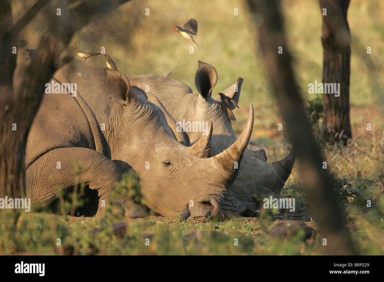 Two White Rhino sleeping on the ground in shade and Red-billed ...