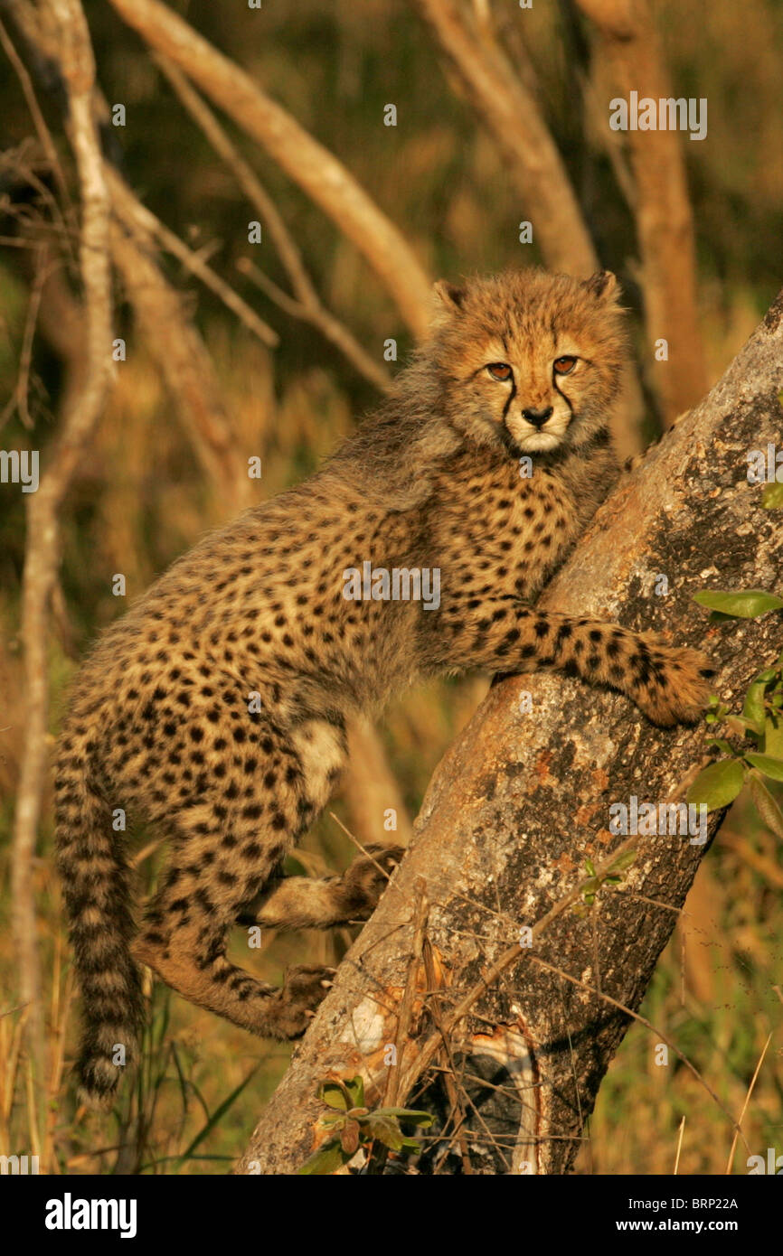 Cheetah cub climbing up a tree trunk and looking at the camera Stock ...