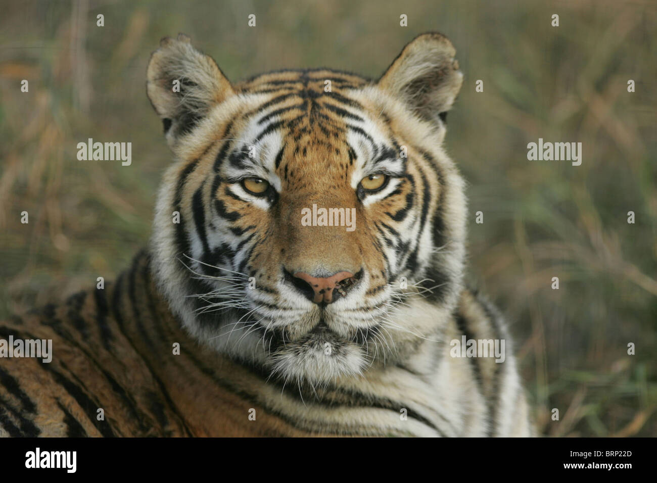 Amur tiger hi-res stock photography and images - Alamy