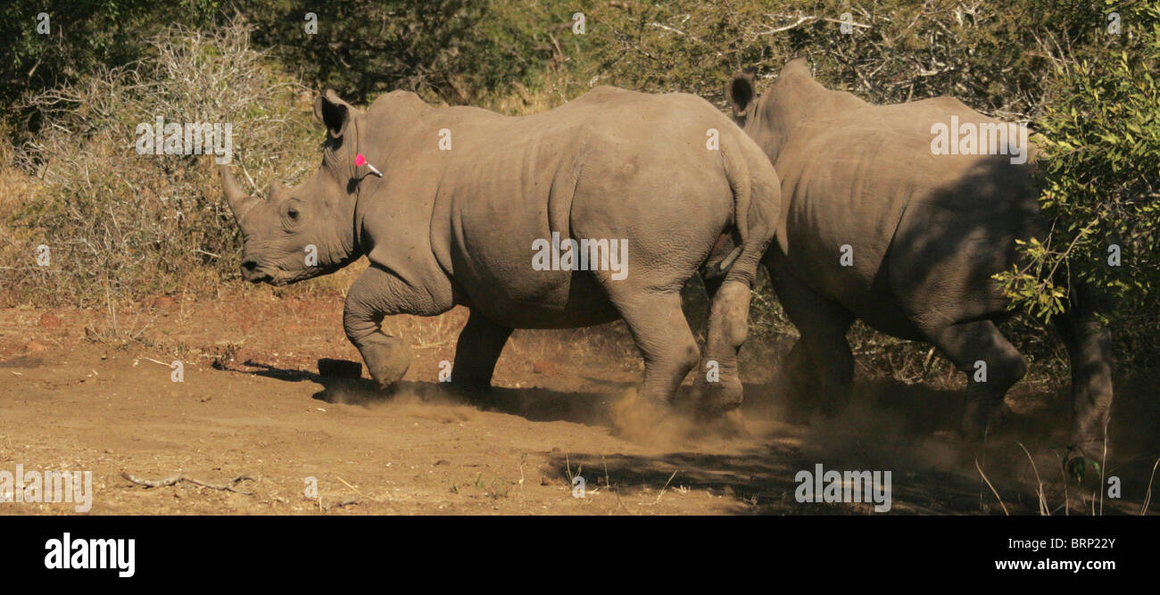 Two white rhinoceros running, one with a dart in its side Stock Photo ...