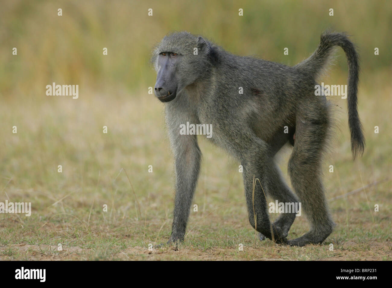 Tail raised hi-res stock photography and images - Alamy