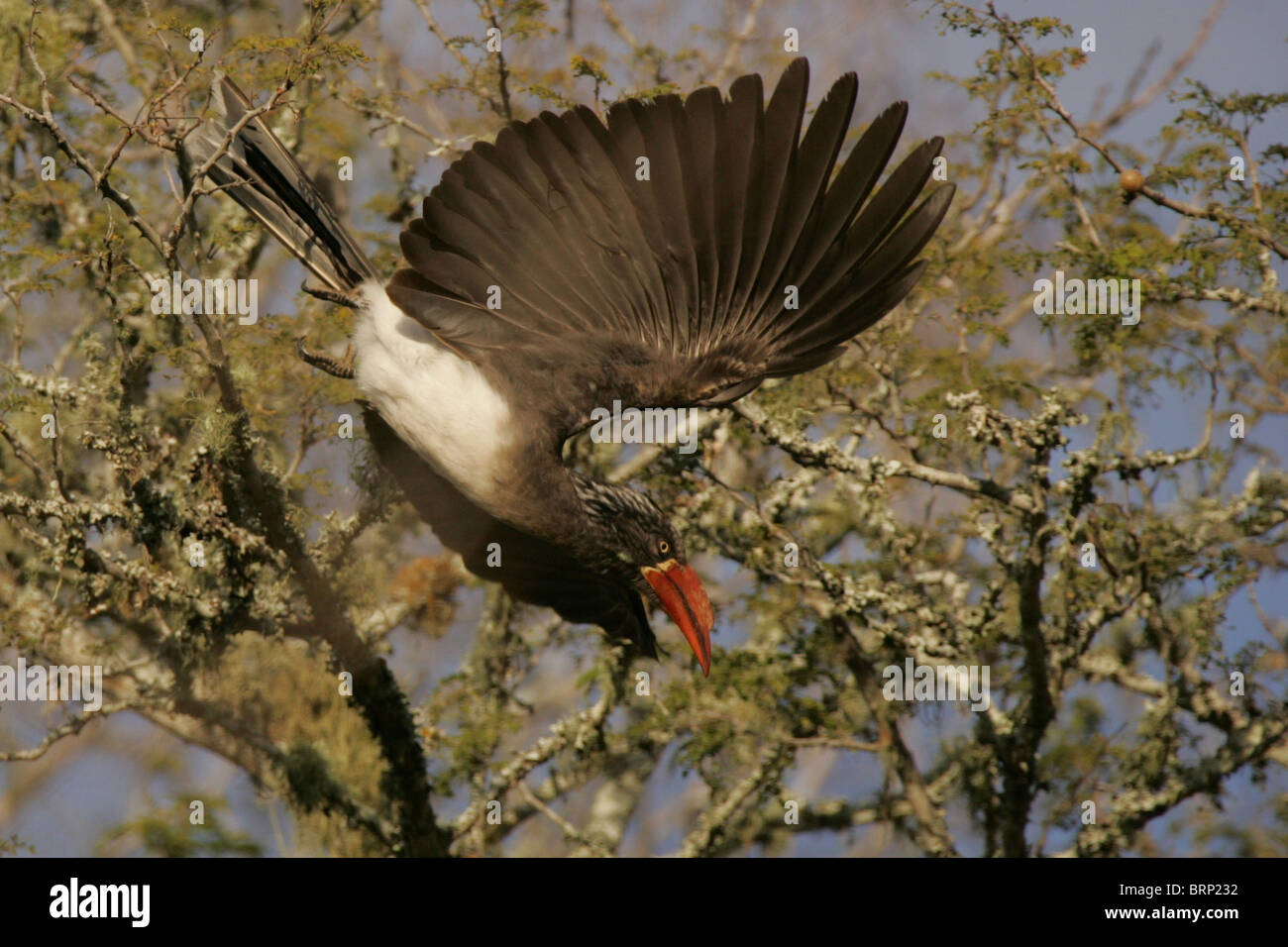 Flying from tree to tree hi-res stock photography and images - Alamy