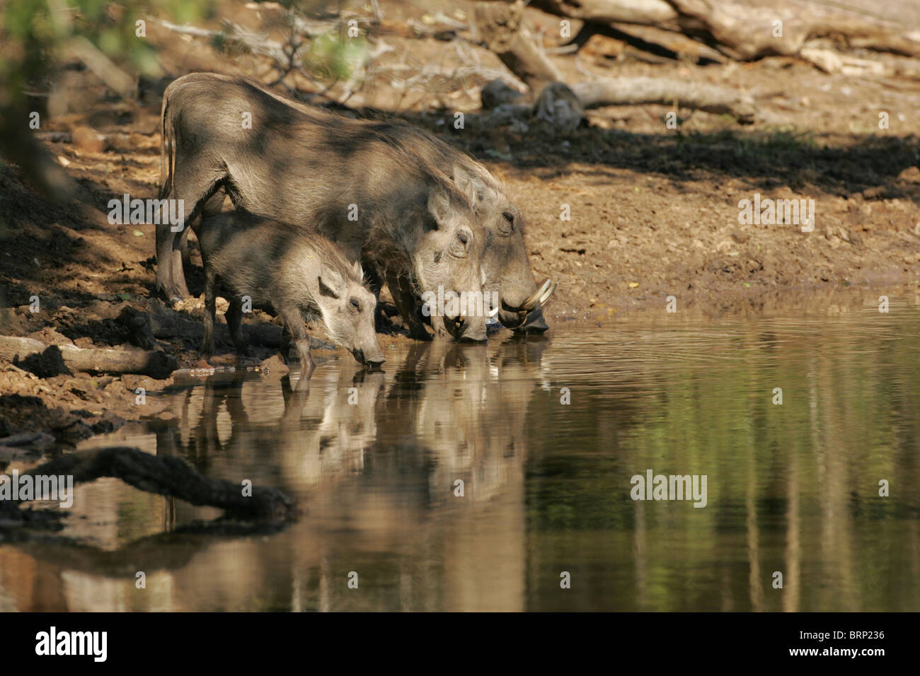 Warthog by waterhole hi-res stock photography and images - Alamy