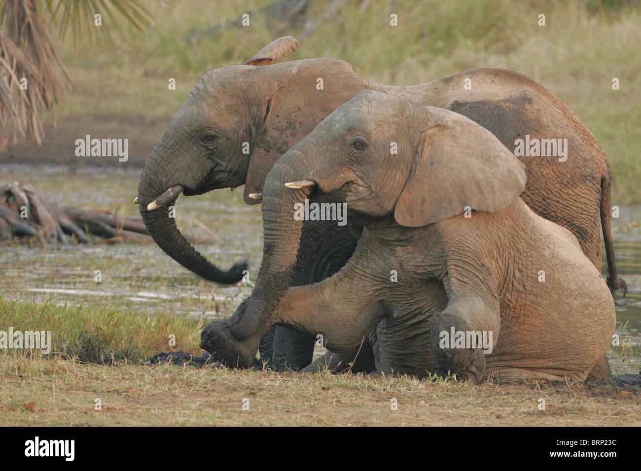 African river wildlife hi-res stock photography and images - Alamy