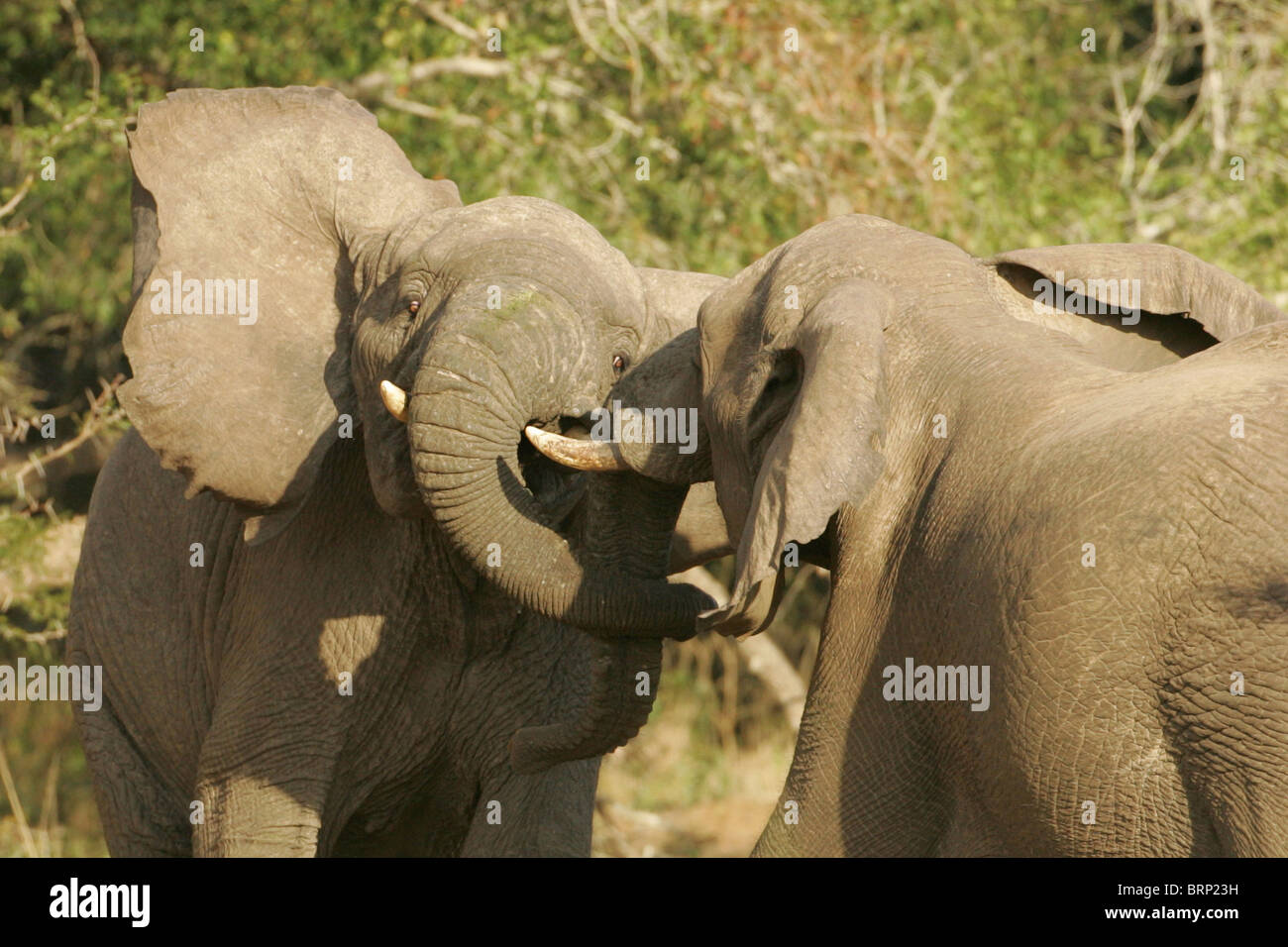 Elephants fighting hi-res stock photography and images - Alamy