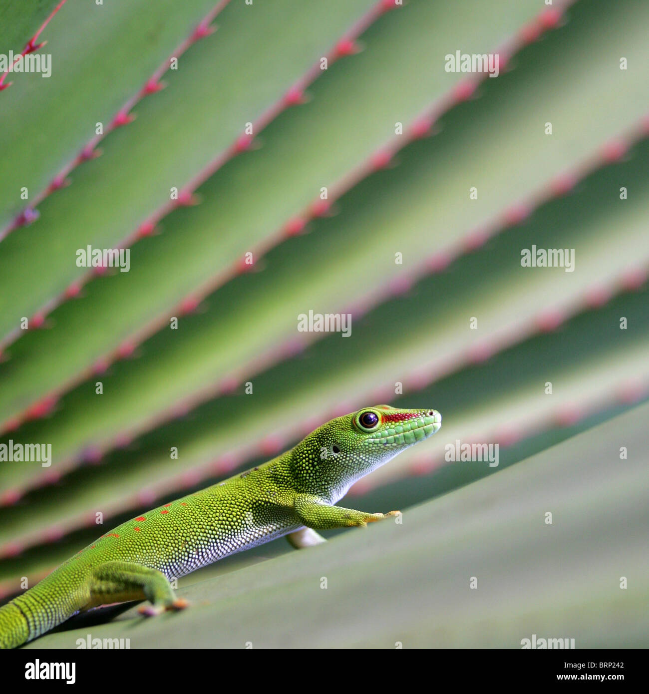Madagascar Day Gecko walking on a succulent leaf Stock Photo - Alamy