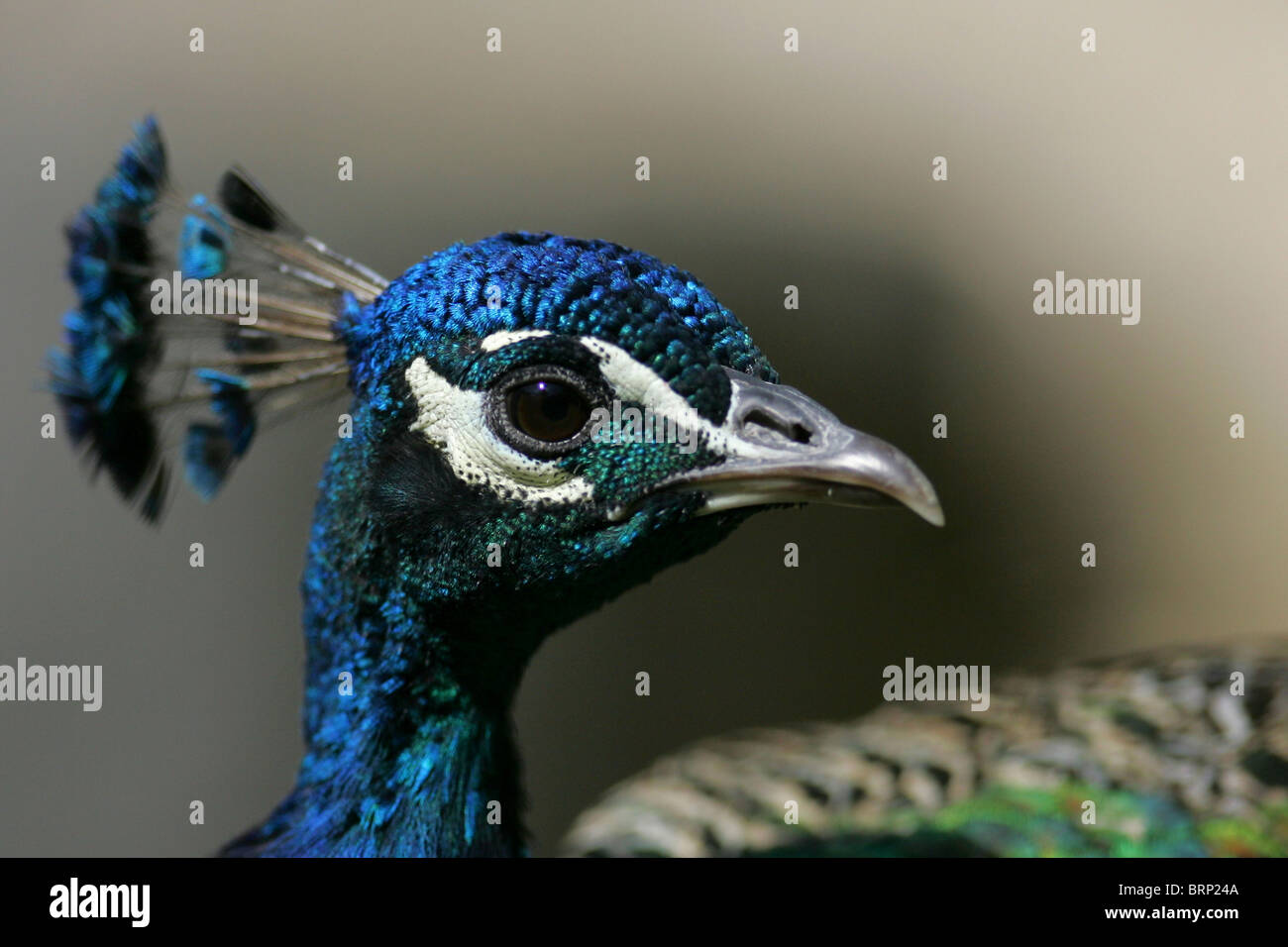 Peacock portrait hi-res stock photography and images - Alamy