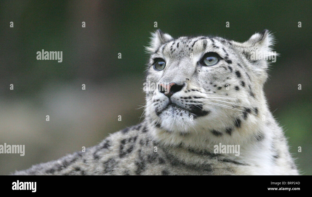 An adult Snow Leopard portrait Stock Photo - Alamy