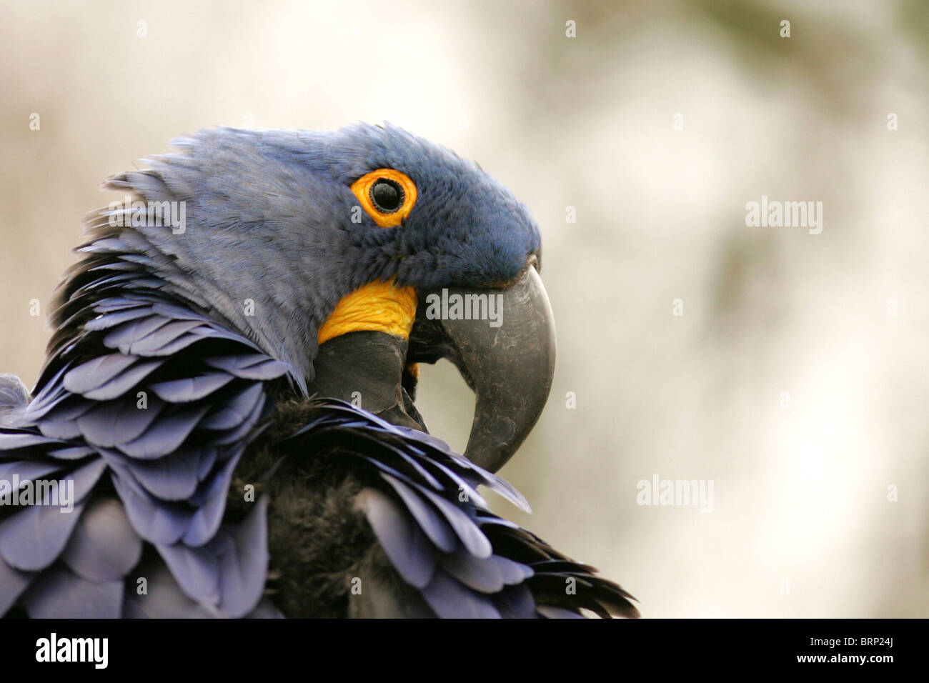 Hyacinth Macaw portrait Stock Photo - Alamy
