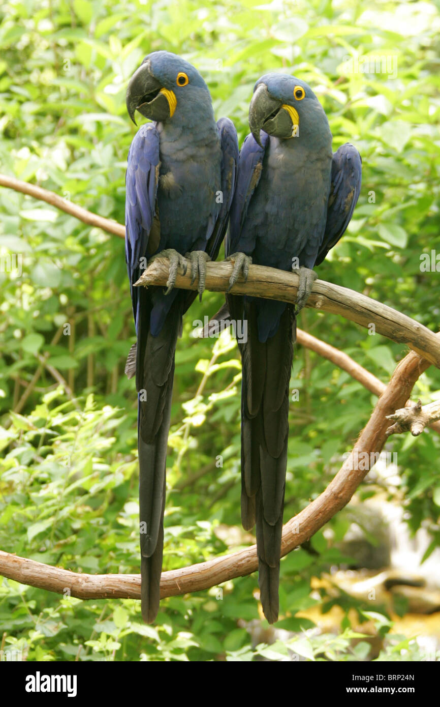 Two Hyacinth Macaw's perched together on a branch Stock Photo - Alamy