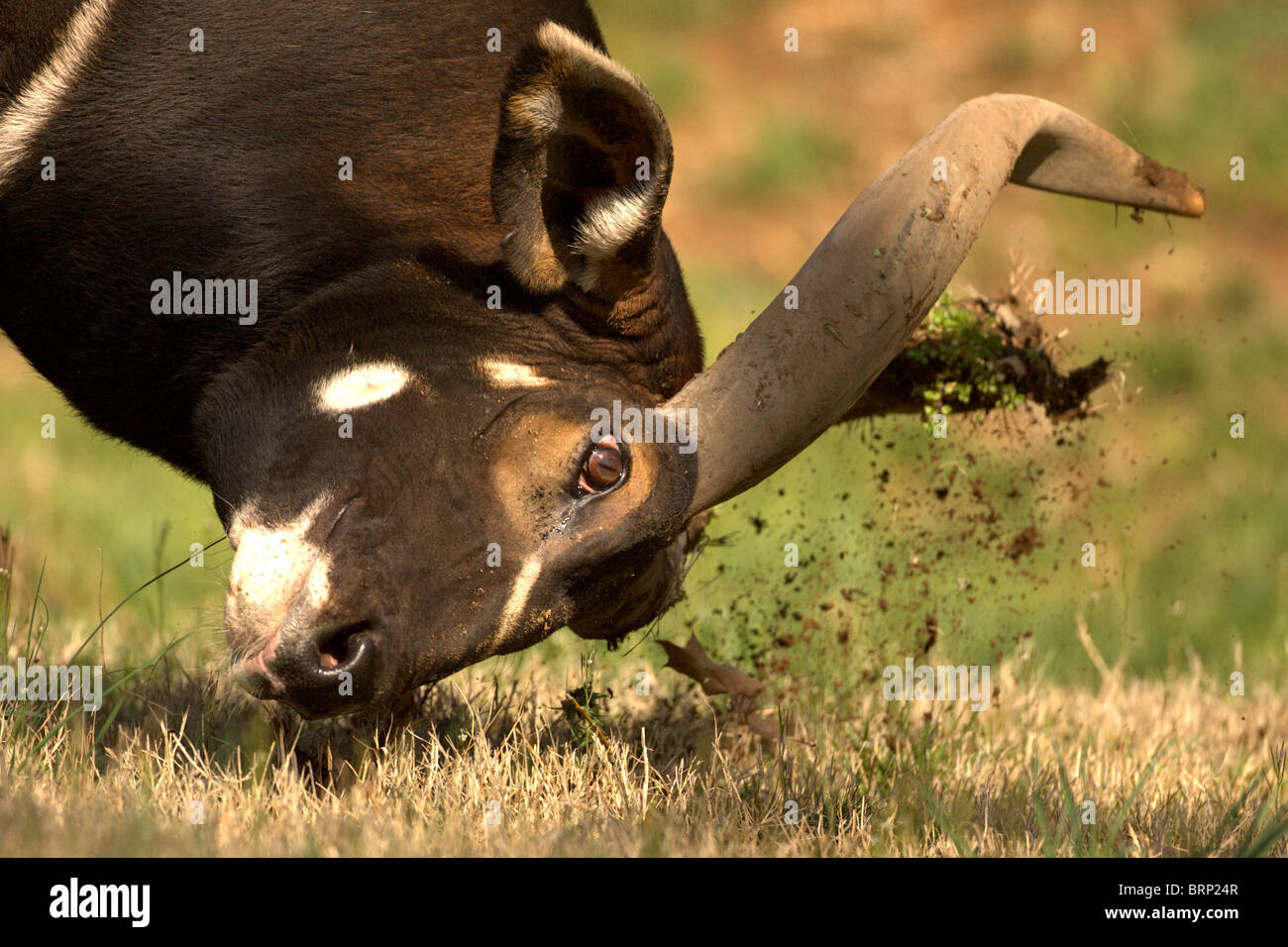 Mountain bongo hi-res stock photography and images - Alamy