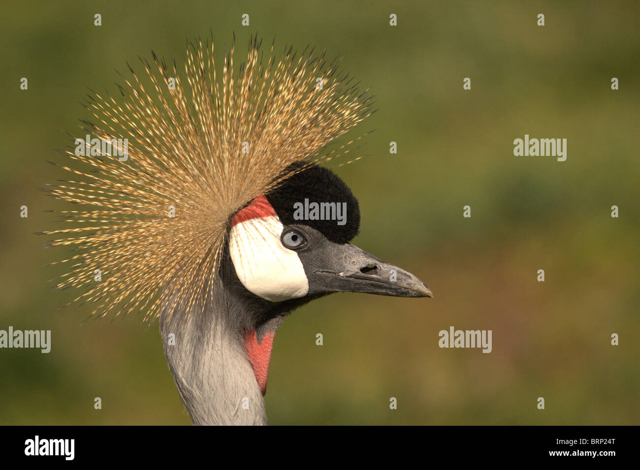 Crowned crane hi-res stock photography and images - Alamy