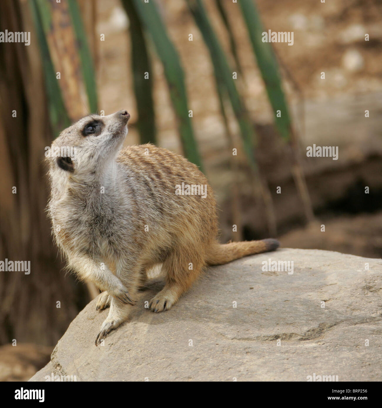 Meerkat sitting on a rock looking skywards and its right paw crossing ...