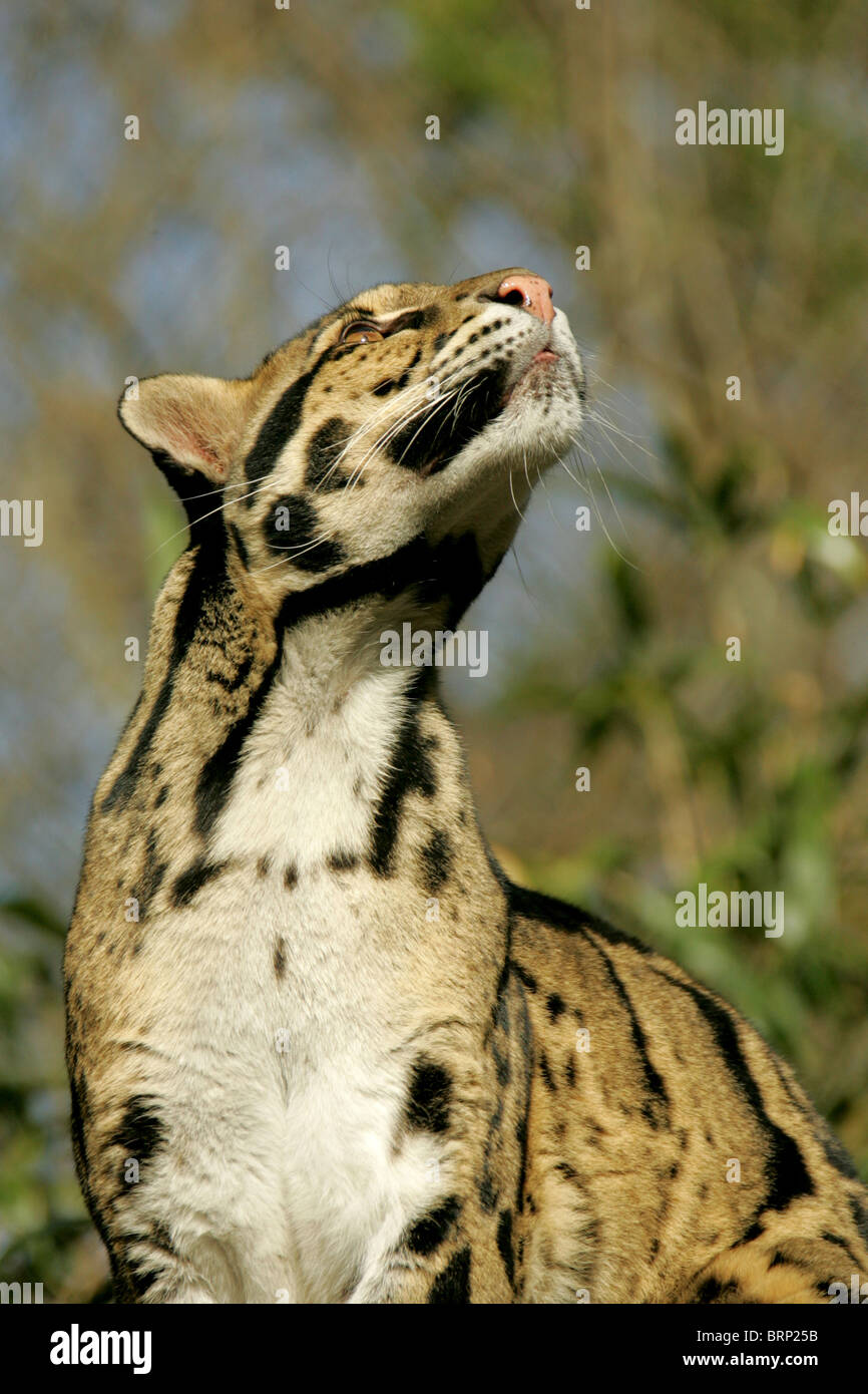 Low angle view of a Clouded Leopard stretching it neck Stock Photo - Alamy