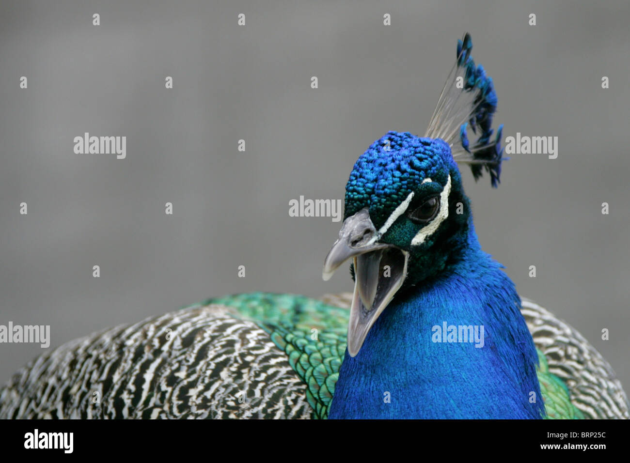 portrait of a Peacock calling Stock Photo - Alamy