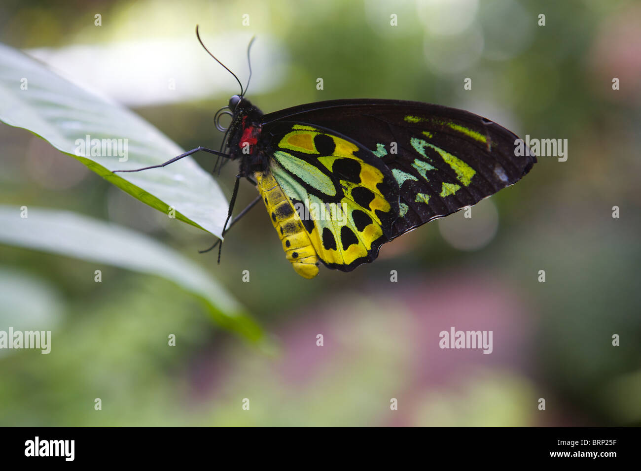 Butterfly key west hi-res stock photography and images - Alamy
