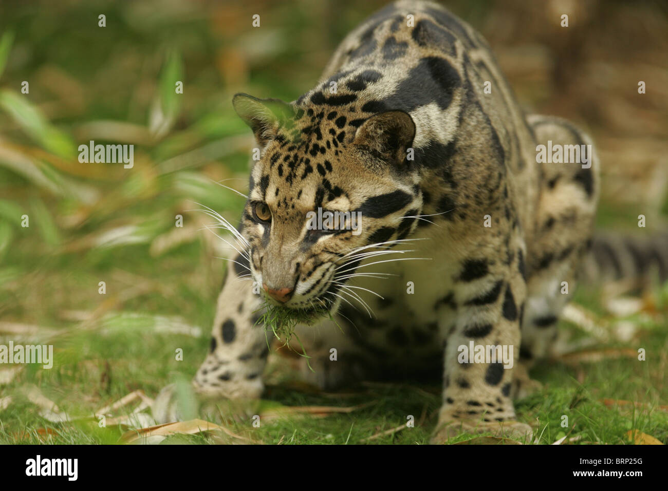 Leopard In Grass High Resolution Stock Photography and Images - Alamy