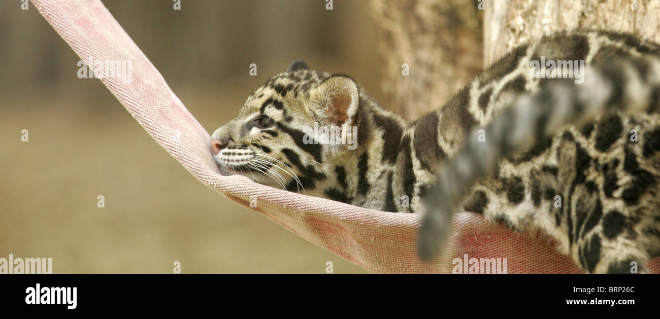 Clouded Leopard Tail