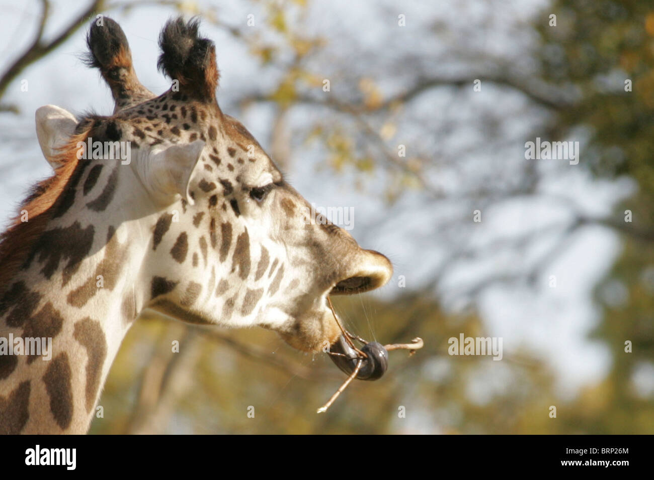 Giraffe tongue hi-res stock photography and images - Alamy