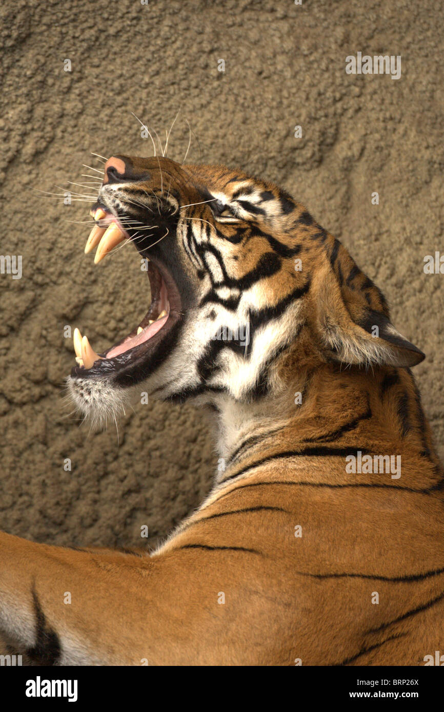 Bengal Tiger with its mouth wide open snarling Stock Photo - Alamy