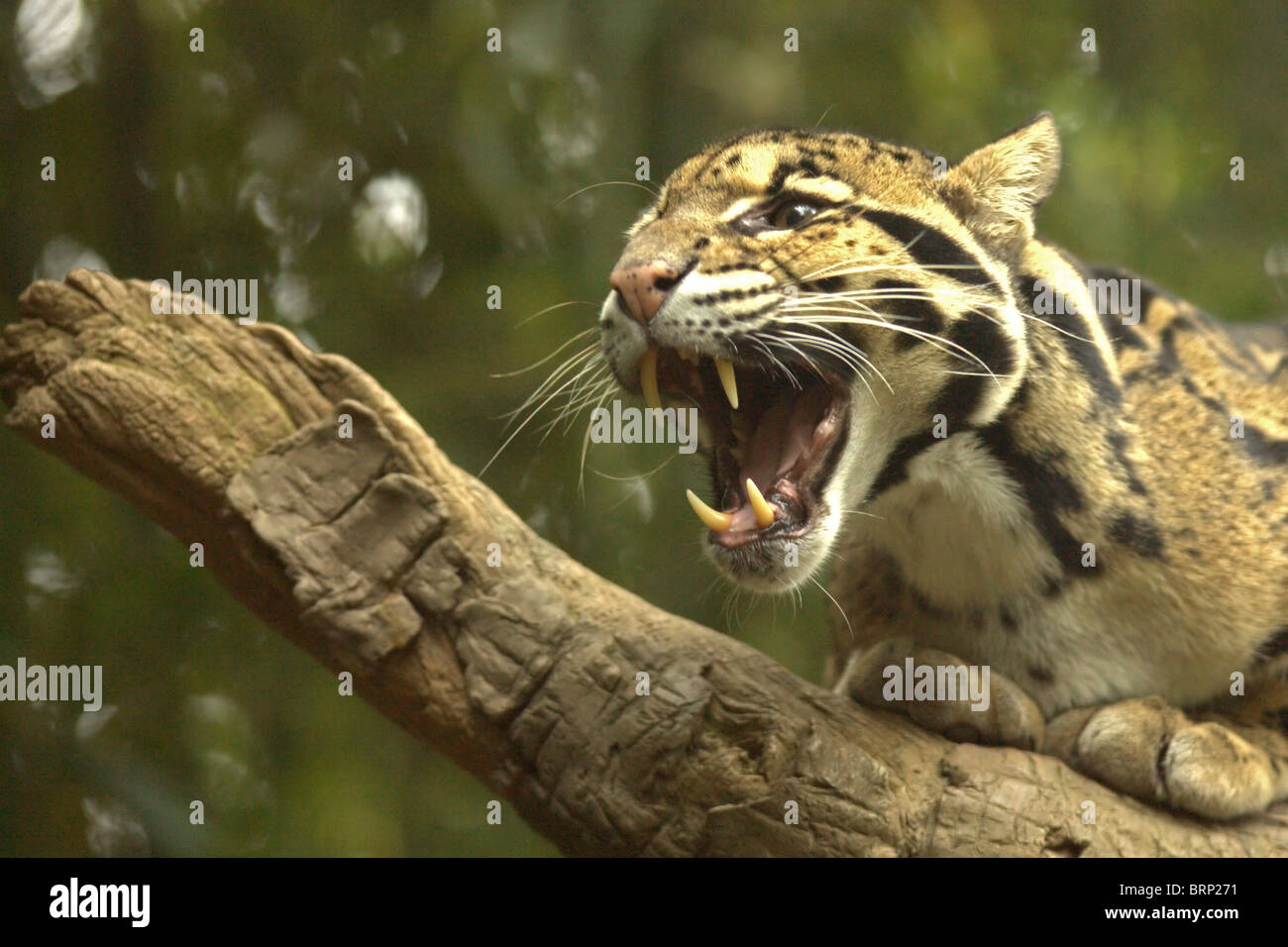 Clouded Leopard Teeth