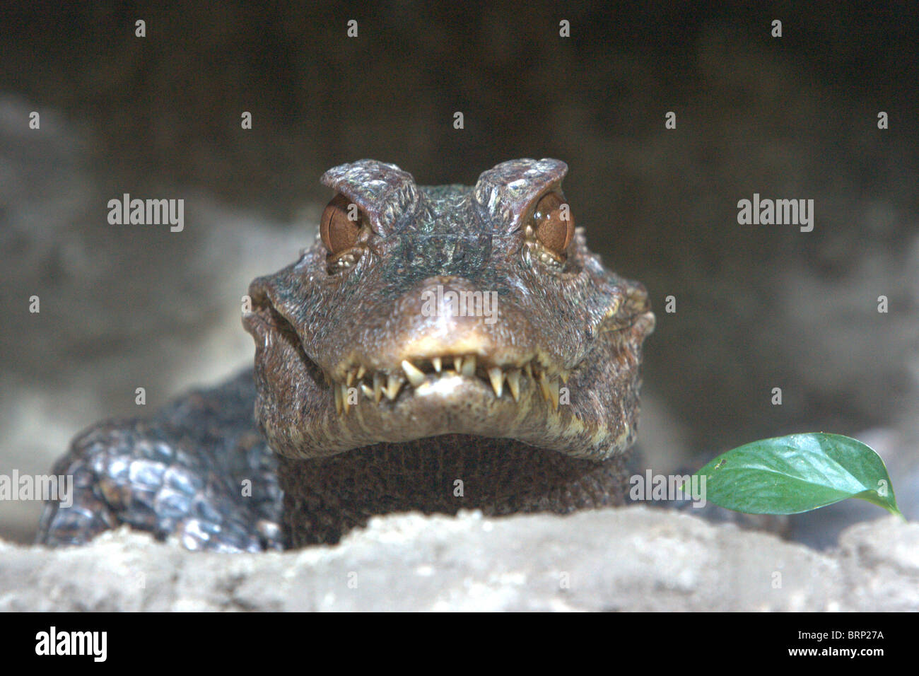 Cuvier's Dwarf Caiman portrait Stock Photo - Alamy