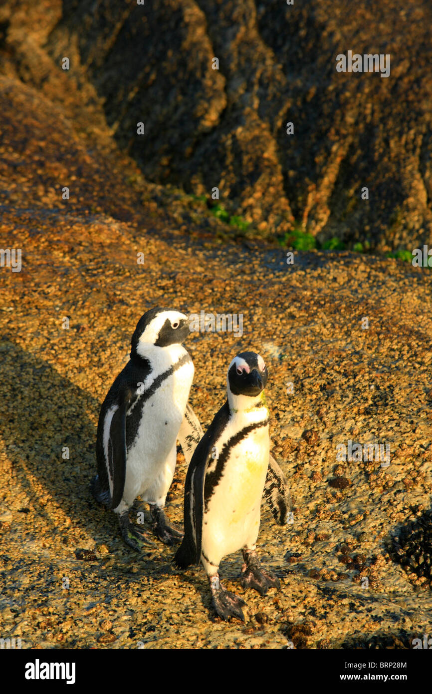 Penguin flippers hi-res stock photography and images - Alamy