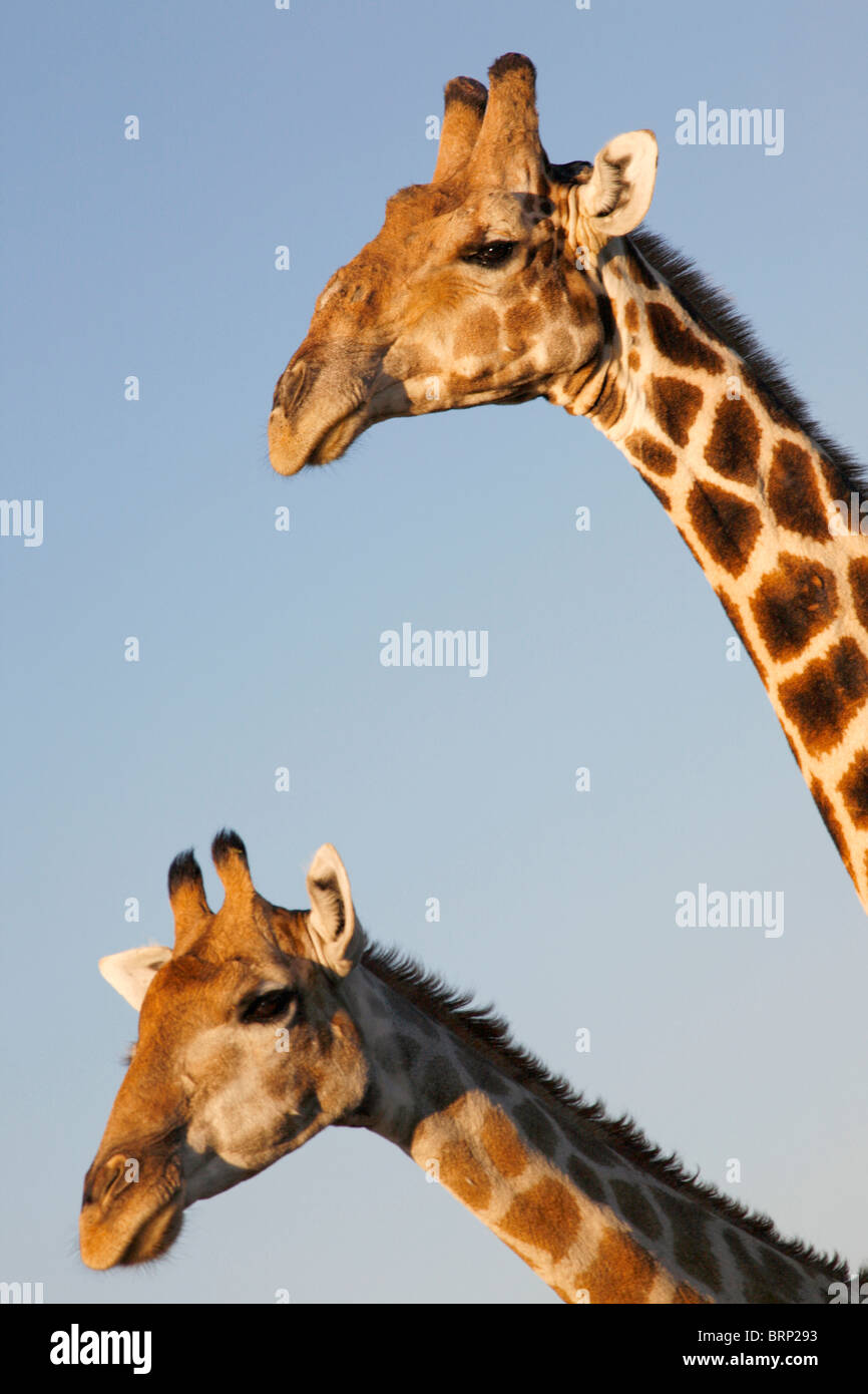 Portrait of two Giraffe Stock Photo - Alamy