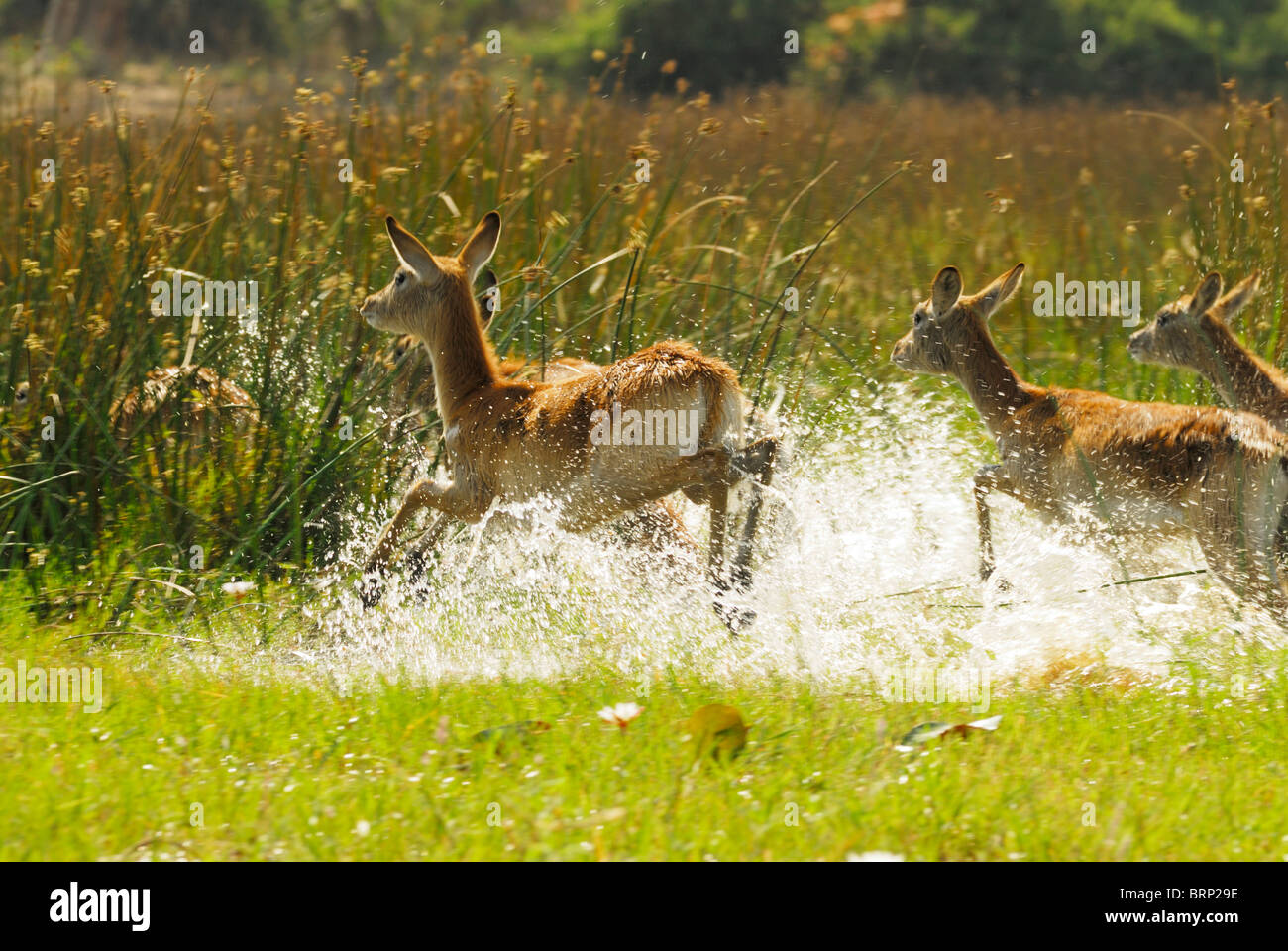 Red lechwe running through water Stock Photo - Alamy