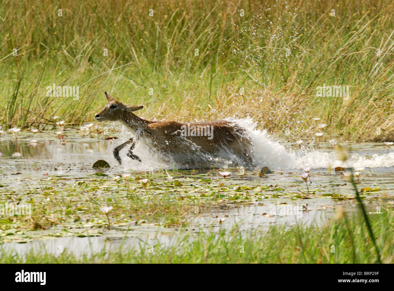 Red lechwe running through water Stock Photo - Alamy