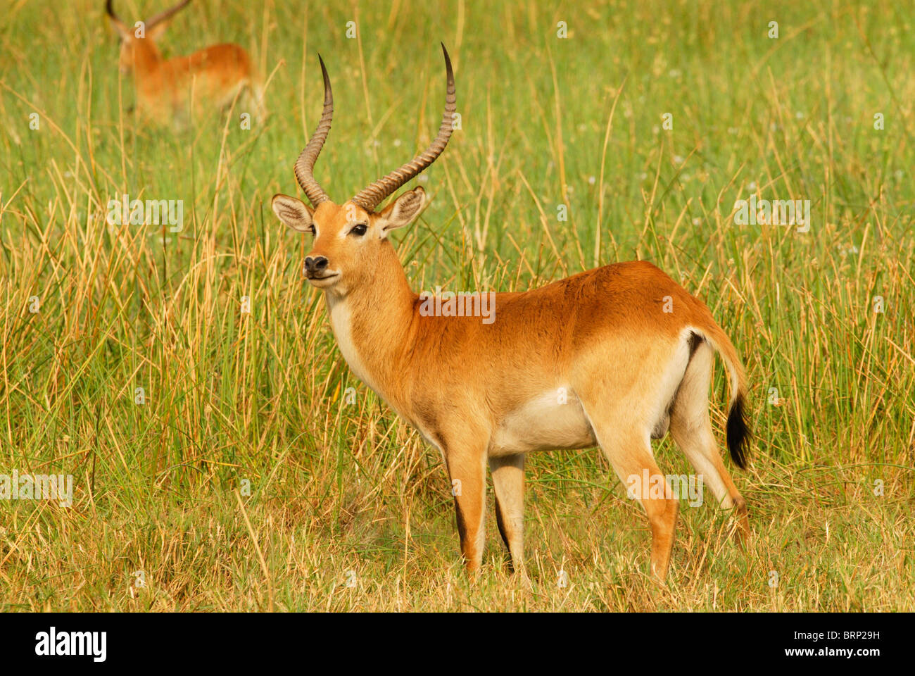 Adult male red lechwe Stock Photo - Alamy