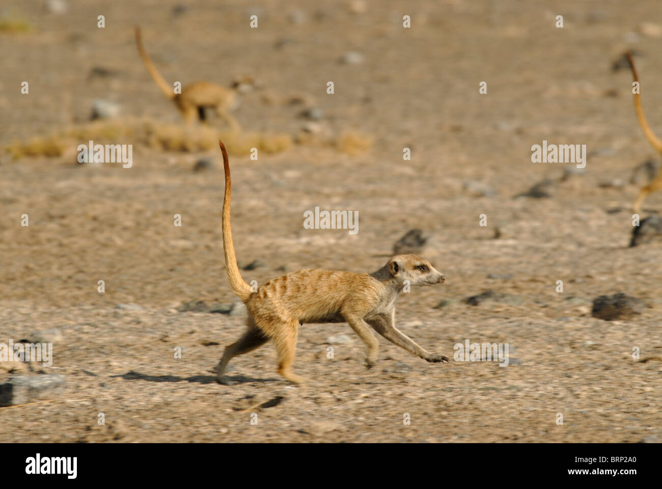 Meerkat running across open space Stock Photo - Alamy