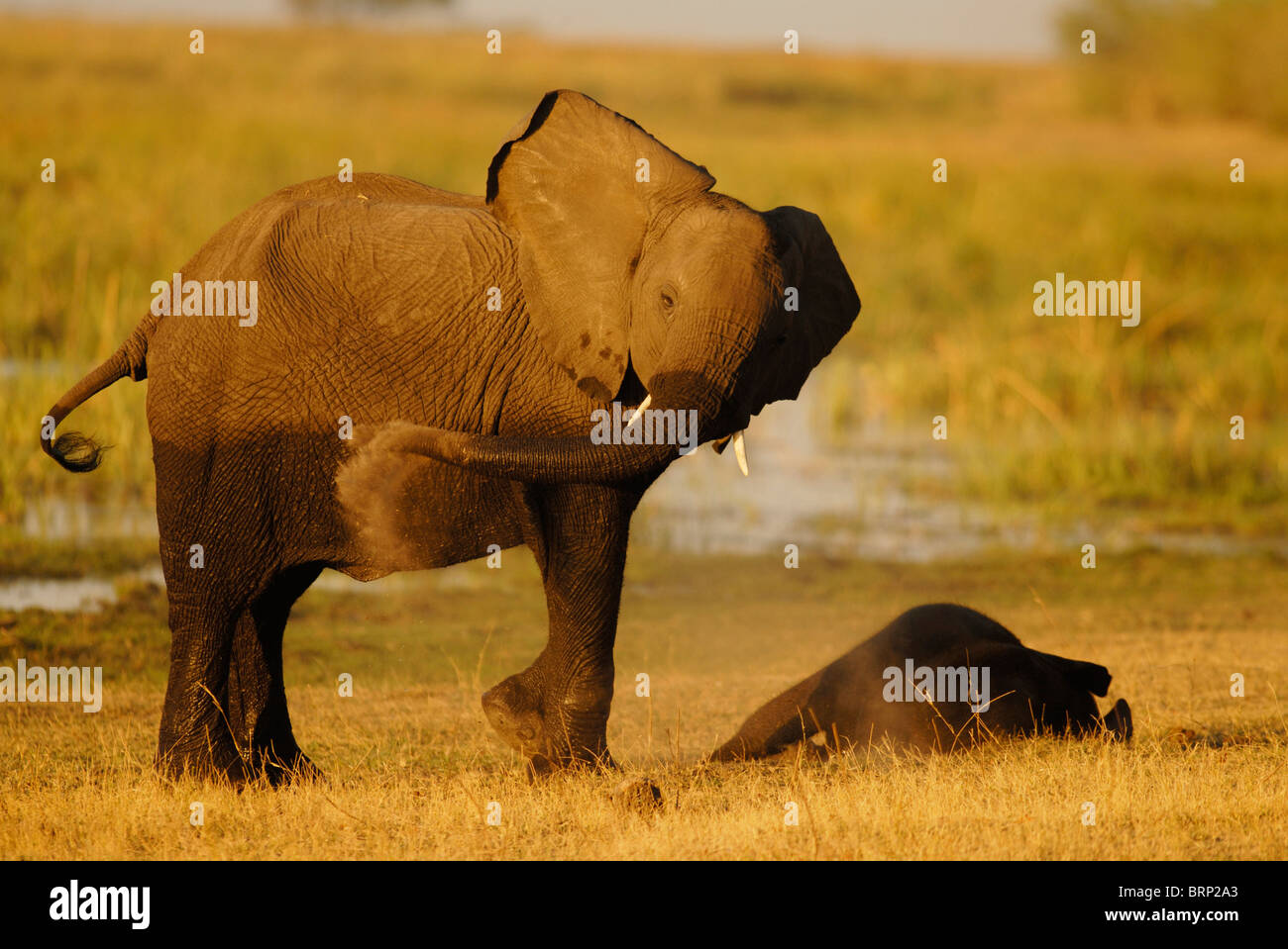 Elephant dust bathing hi-res stock photography and images - Alamy