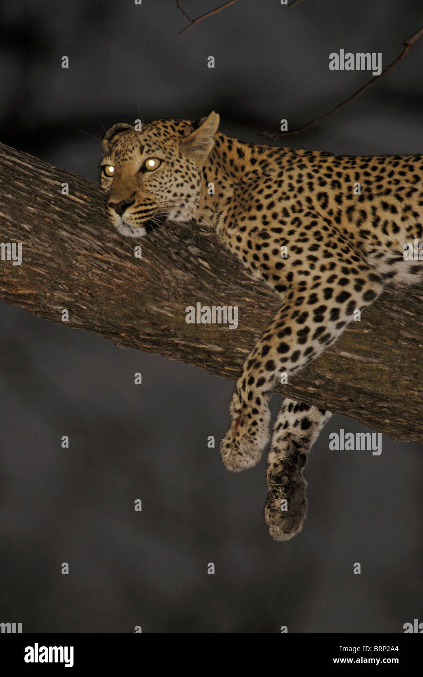 Female leopard resting in tree at dusk Stock Photo - Alamy
