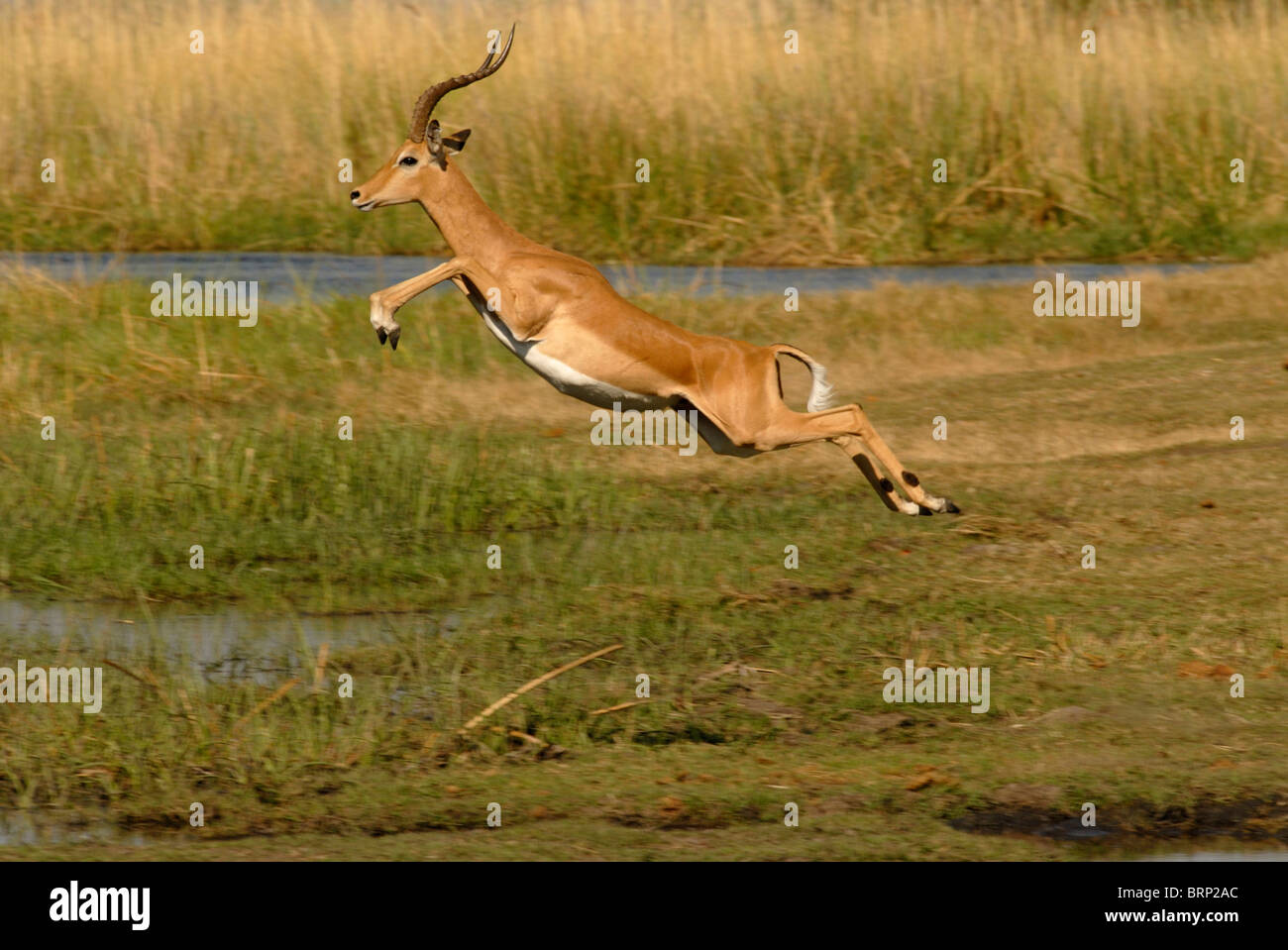 Leaping Ram