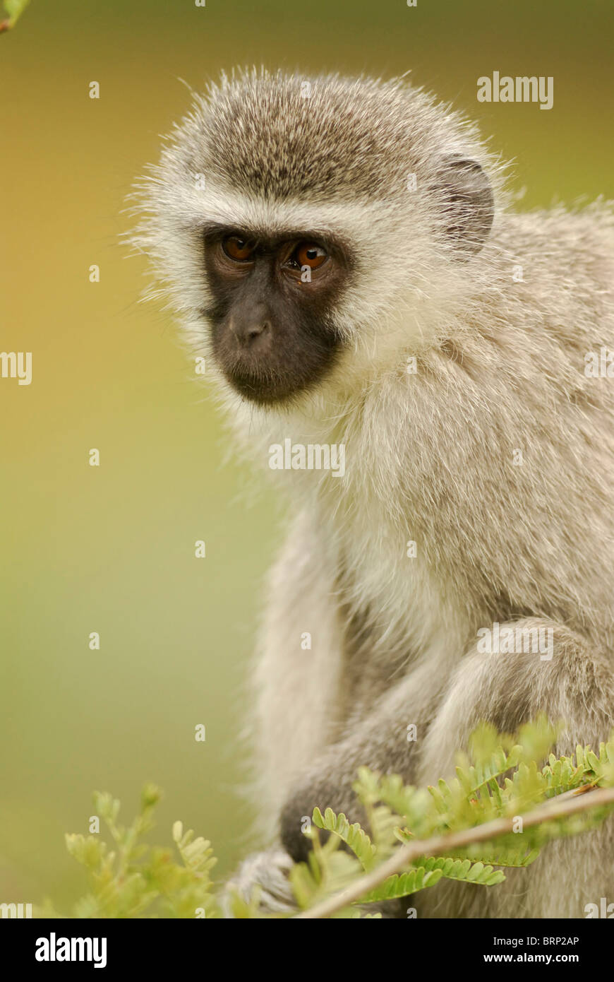 Vervet monkey portrait Stock Photo - Alamy