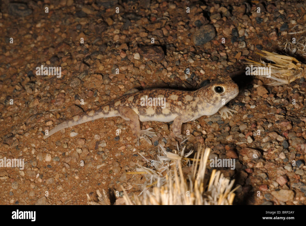 African barking gecko hi-res stock photography and images - Alamy