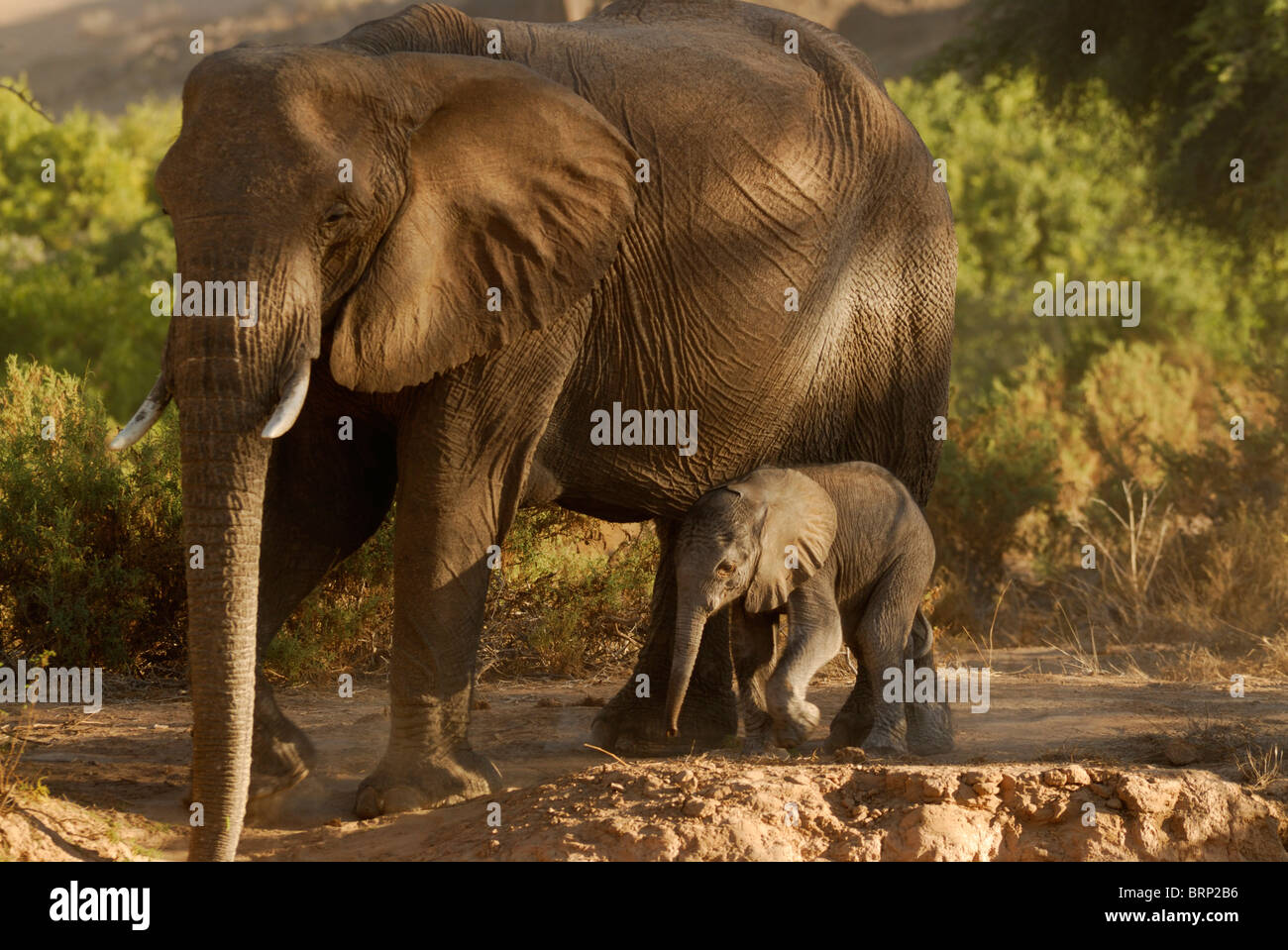 Elephant cow and young calf Stock Photo - Alamy