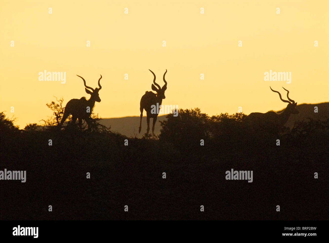 Kudu silhouette hi-res stock photography and images - Alamy