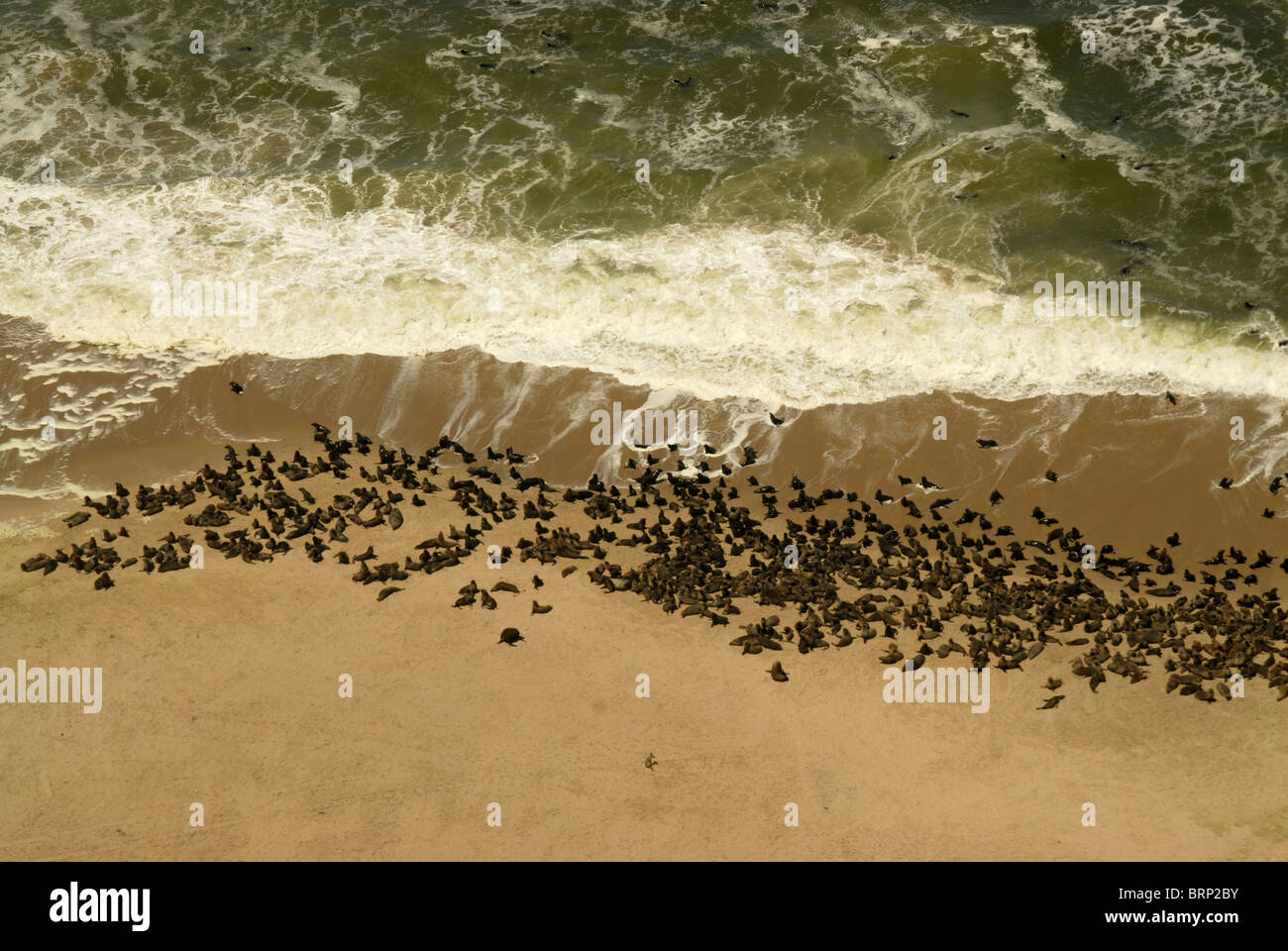 Seal colony hi-res stock photography and images - Alamy