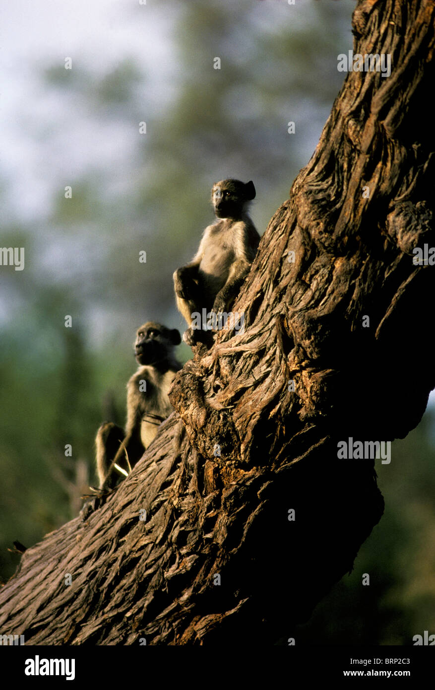 Sloping bark hi-res stock photography and images - Alamy