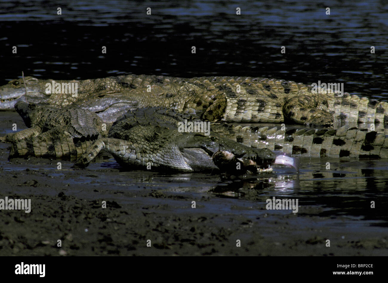 Nile crocodile (Crocodylus niloticus) with catfish Stock Photo - Alamy
