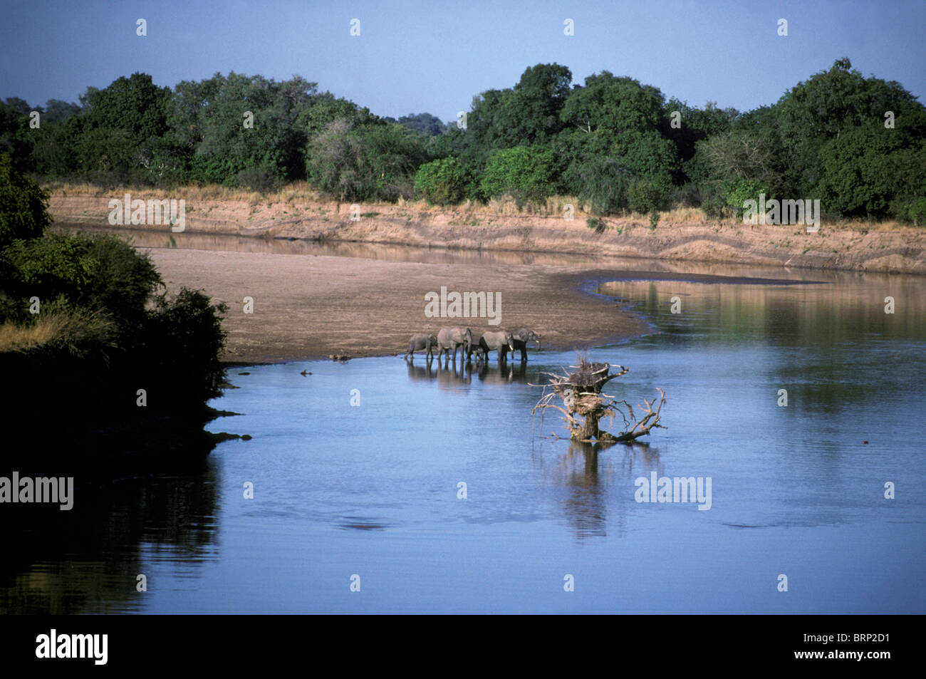 Luangwa River Dry High Resolution Stock Photography and Images - Alamy