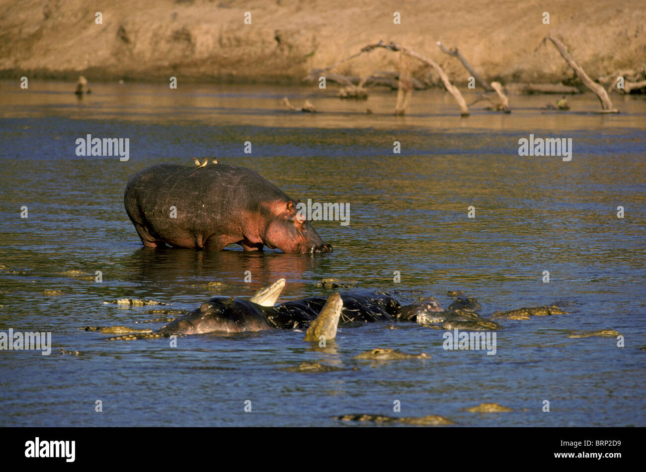 Hippopotamus (Hippopotamus amphibius) and crocodiles feeding on Hippo ...