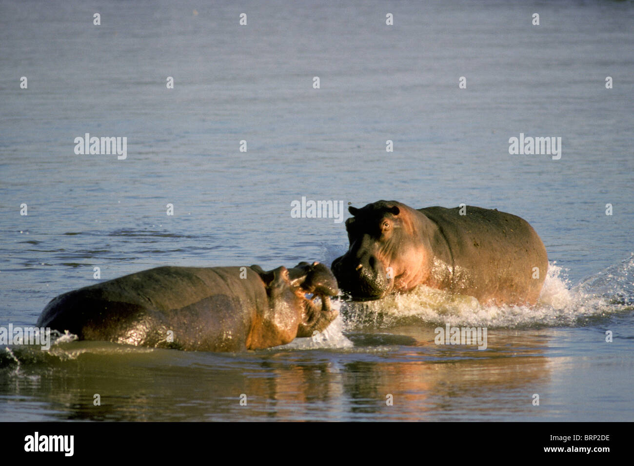 Luangwa river animal fight hi-res stock photography and images - Alamy