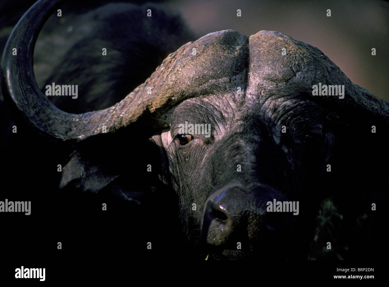 Black african buffalo syncerus hi-res stock photography and images - Alamy